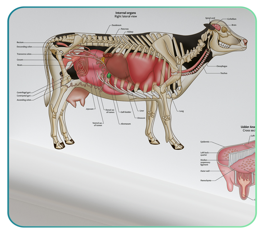 Farm Animal Anatomy Posters – AnatomyStuff