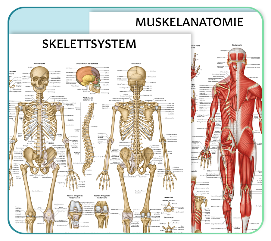 German Anatomy Posters – AnatomyStuff