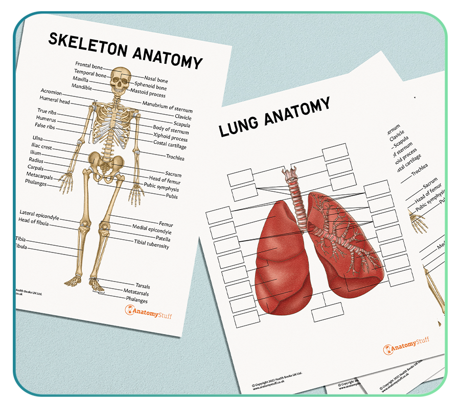 Human Digital Anatomy Worksheets – AnatomyStuff