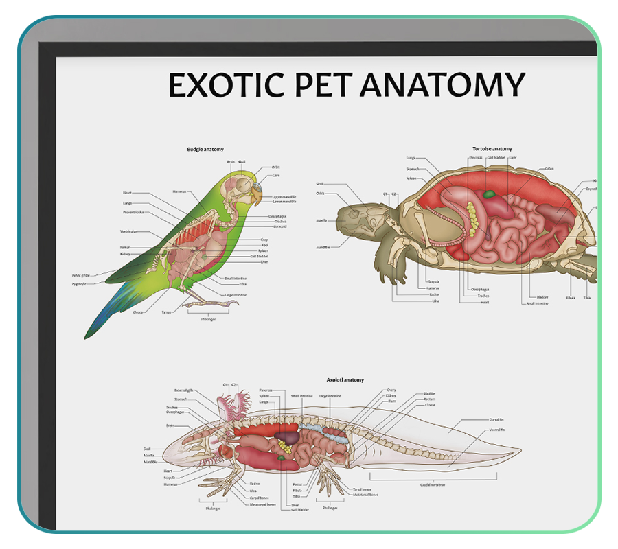 Other Animal Anatomy Posters – AnatomyStuff