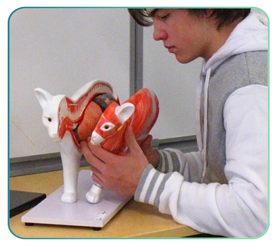 Feline Anatomy Models and Posters | Cat Veterinary – AnatomyStuff