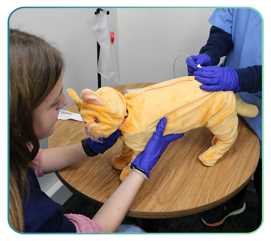 Feline Simulators and Clinical Skills Training Models | Veterinary ...