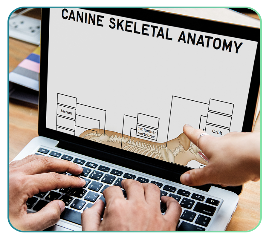 AnatomyStuff Vet | Shop Online Now | AnatomyStuff