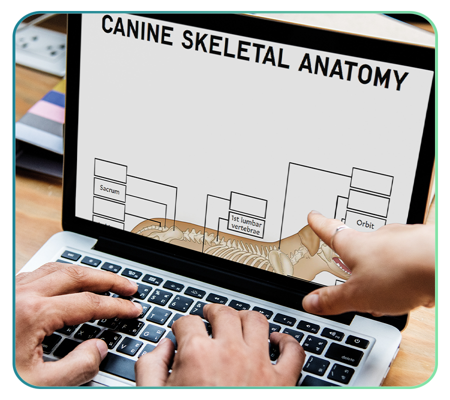 Veterinary Student Revision Tools | Animal Anatomy – AnatomyStuff
