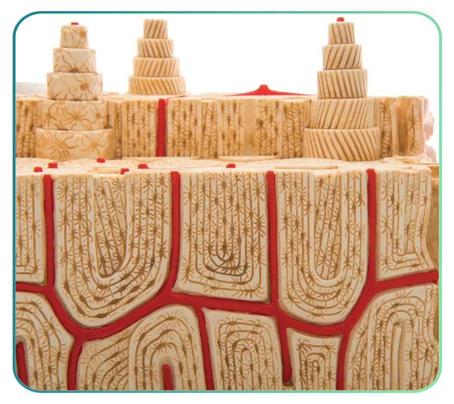 Biology Models and Posters Ideal for Students| Shop Online – AnatomyStuff