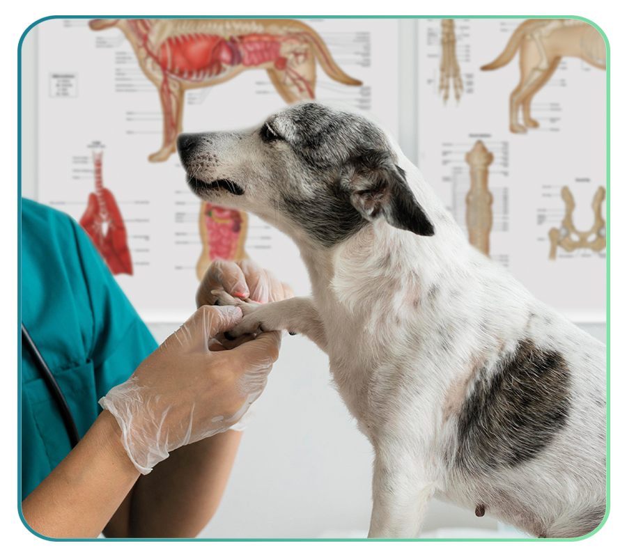 Canine Anatomy Posters – AnatomyStuff