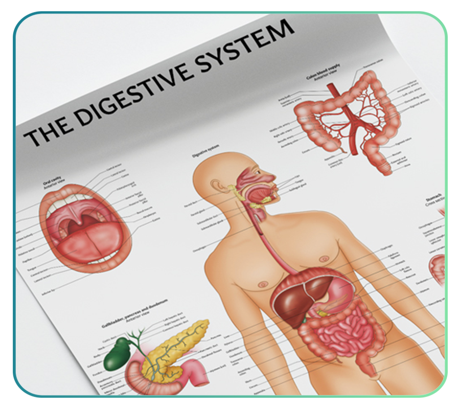 Digestive System Anatomy Posters – AnatomyStuff