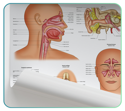 ENT Anatomy Posters – AnatomyStuff