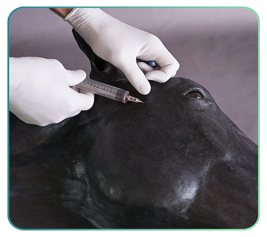 Equine Simulators and Clinical Skills Training Models | Veterinary ...