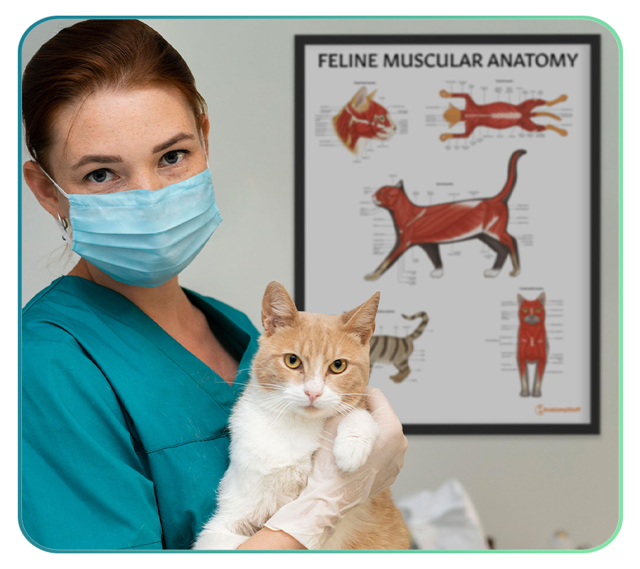 Feline Anatomy Posters – AnatomyStuff