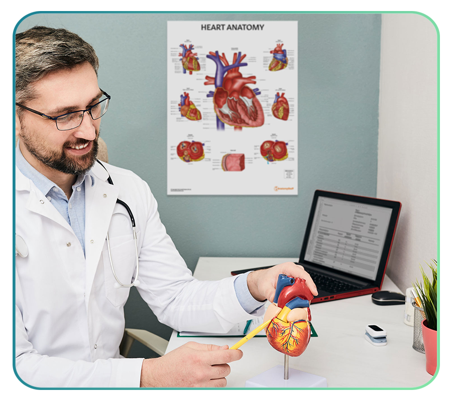 Heart Anatomy Posters – AnatomyStuff