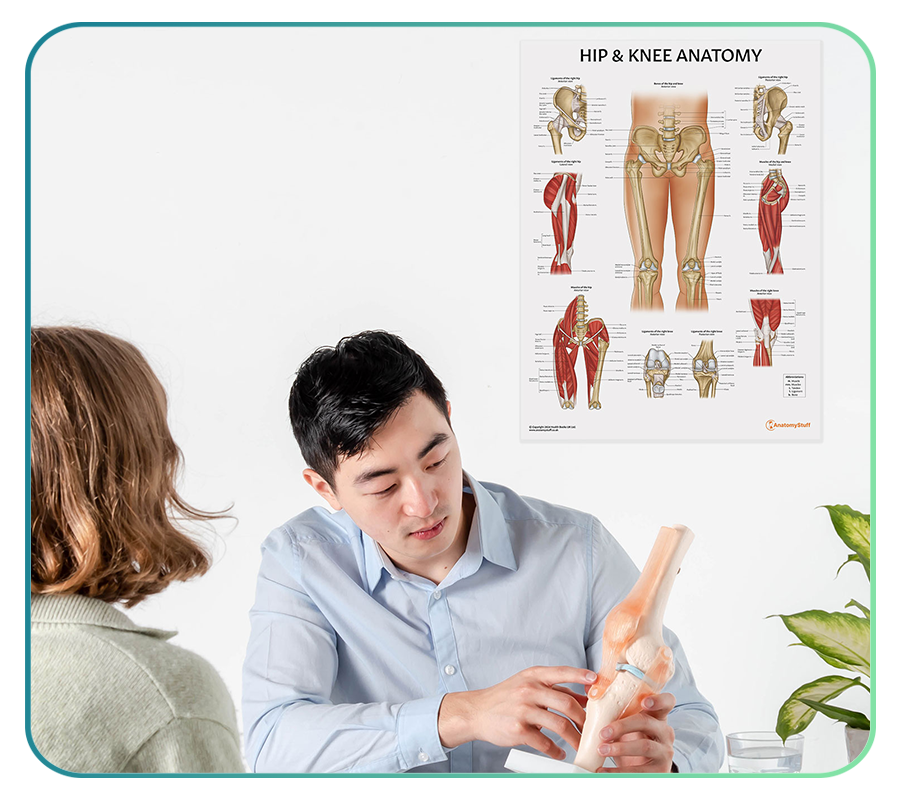 Joint & Muscle Anatomy Posters – AnatomyStuff