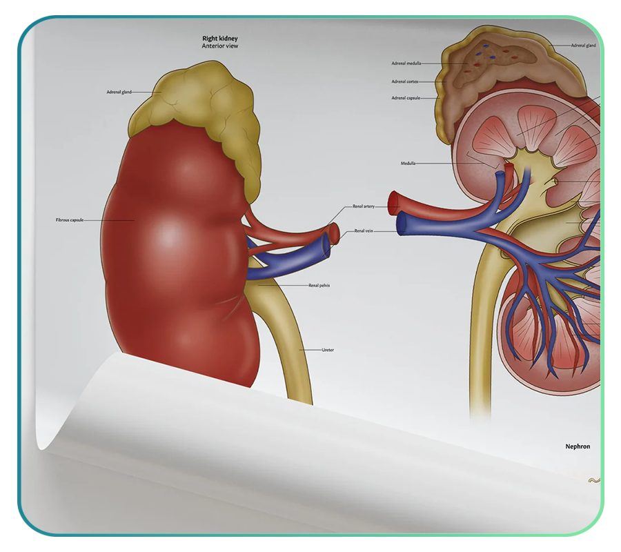 Urinary System Models and Anatomy Posters – AnatomyStuff