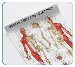 Musculoskeletal Anatomy Posters – AnatomyStuff