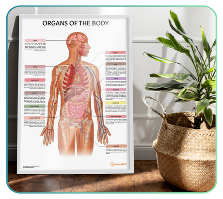 Anatomical Models | Shop Online Today | AnatomyStuff
