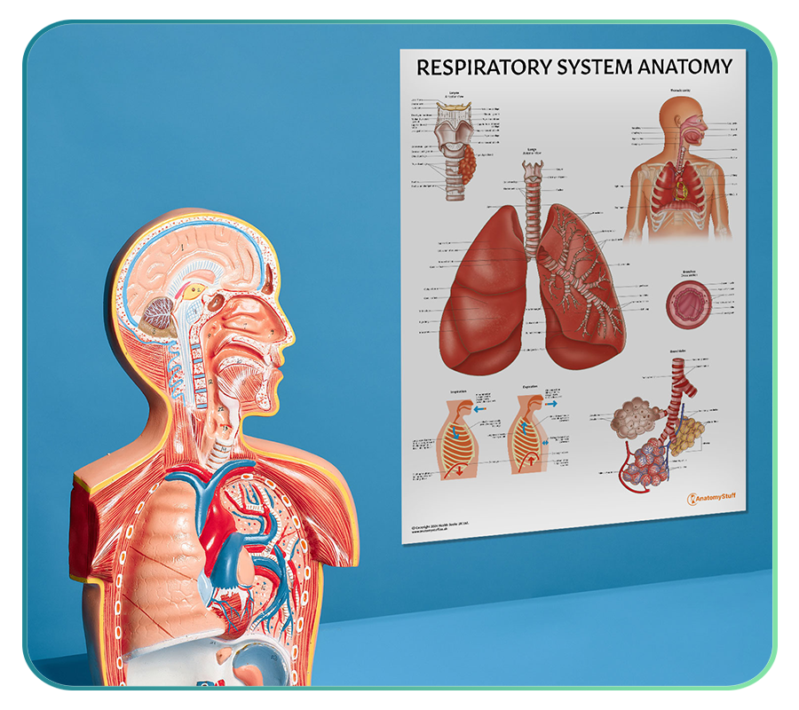 Respiratory Anatomy Posters – AnatomyStuff
