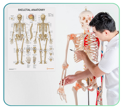 Skeleton Anatomy Posters – AnatomyStuff
