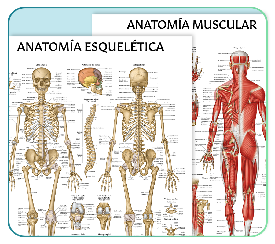 Spanish Anatomy Posters – AnatomyStuff