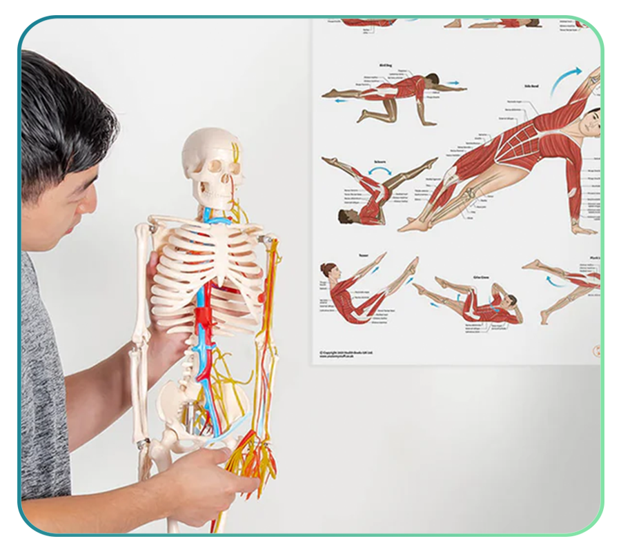 Sports & Exercise Posters – AnatomyStuff