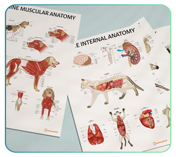 Veterinary Anatomy Posters – AnatomyStuff