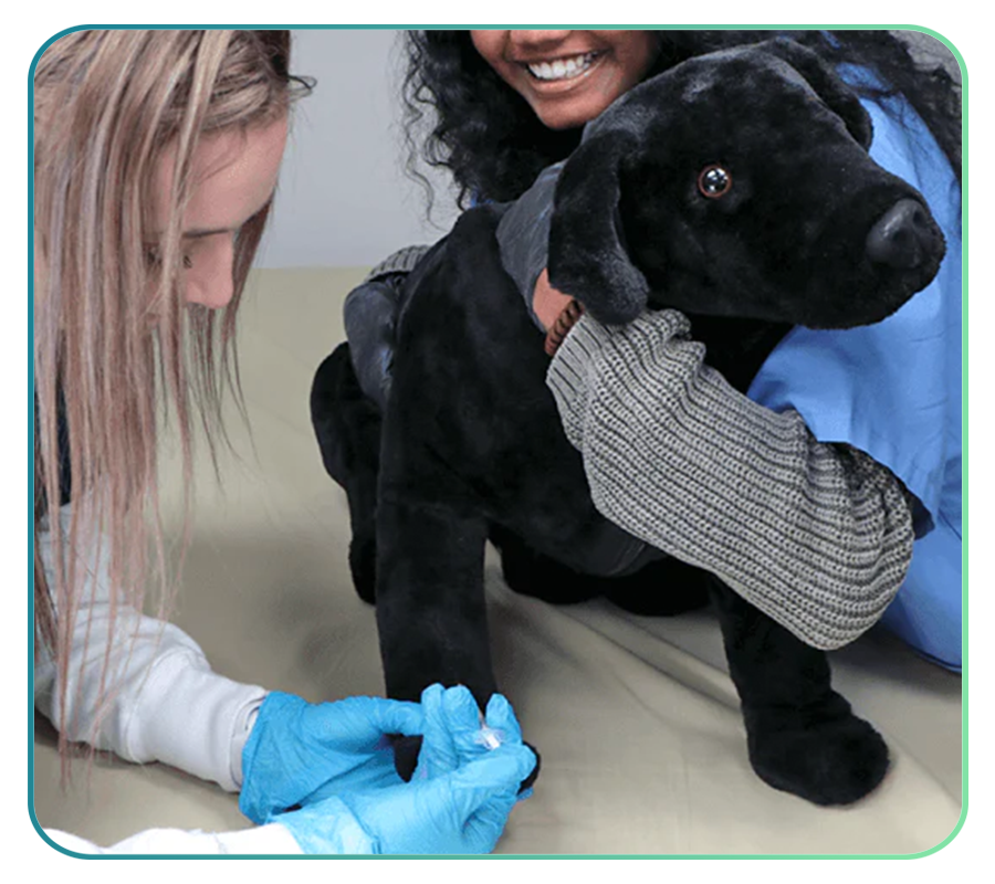 Canine & Feline Veterinary Training Models & Posters – AnatomyStuff