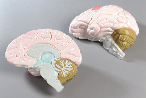 Brain Model (Life Size, 2 Part) | Brain Anatomical Models – AnatomyStuff
