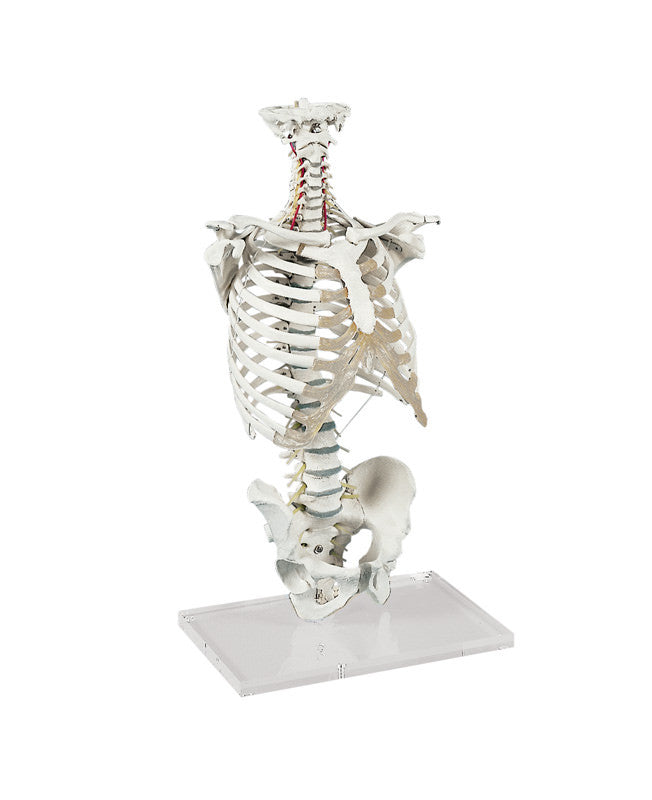 Vertebral Column Model with Thoracic Cage 4020 | Spine Model with Ribs ...