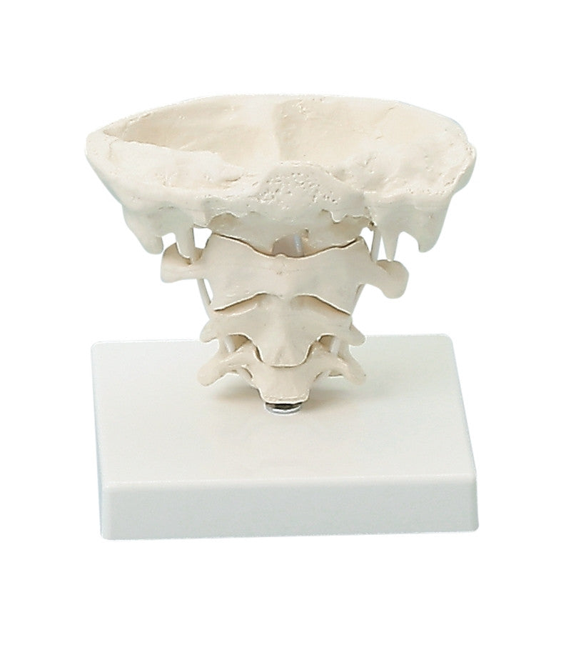 Atlas / Axis Model 4080 | Heart Articulation Anatomy – AnatomyStuff