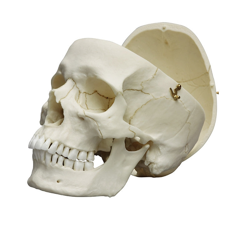 Bone Clones Anthropological Skulls | Osteology Models | AnatomyStuff