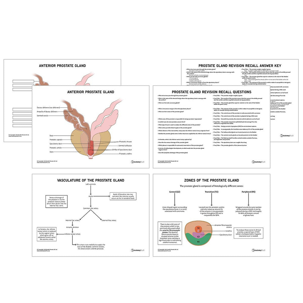 Printable Worksheets on Prostate Gland Zones & Anatomy | AnatomyStuff