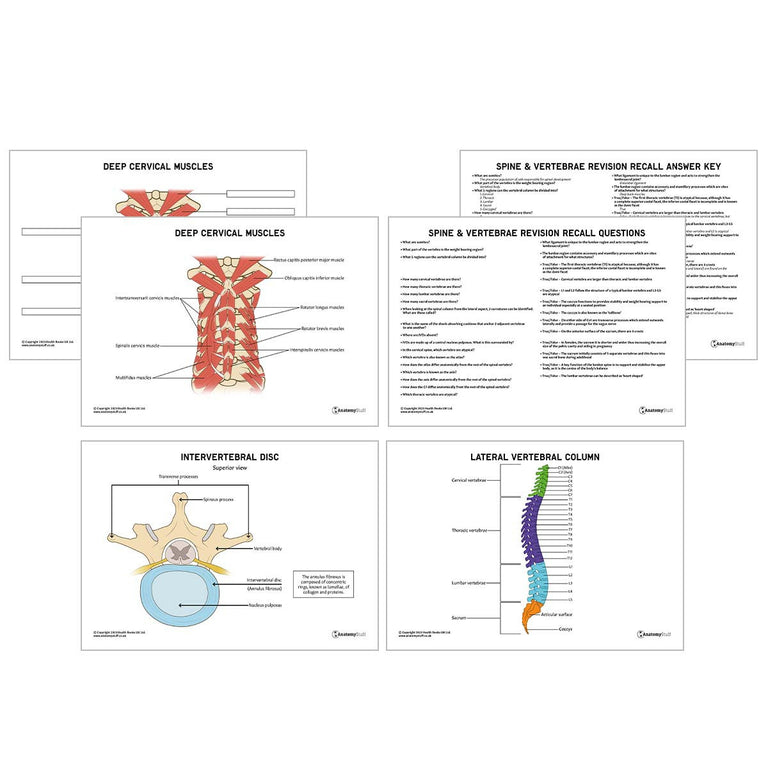 Printable Spine & Vertebrae Worksheets with Cervical Anatomy | AnatomyStuff
