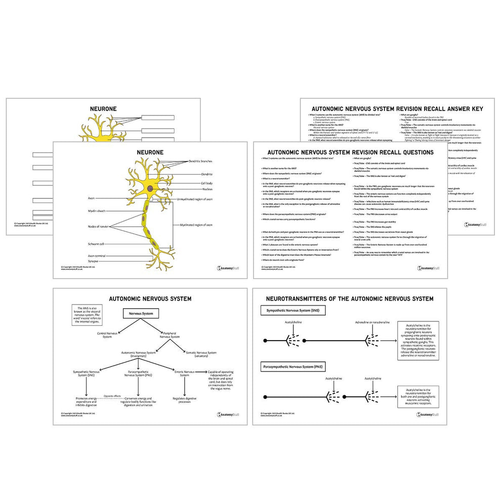 Anatomy Revision Summaries & Guides – AnatomyStuff