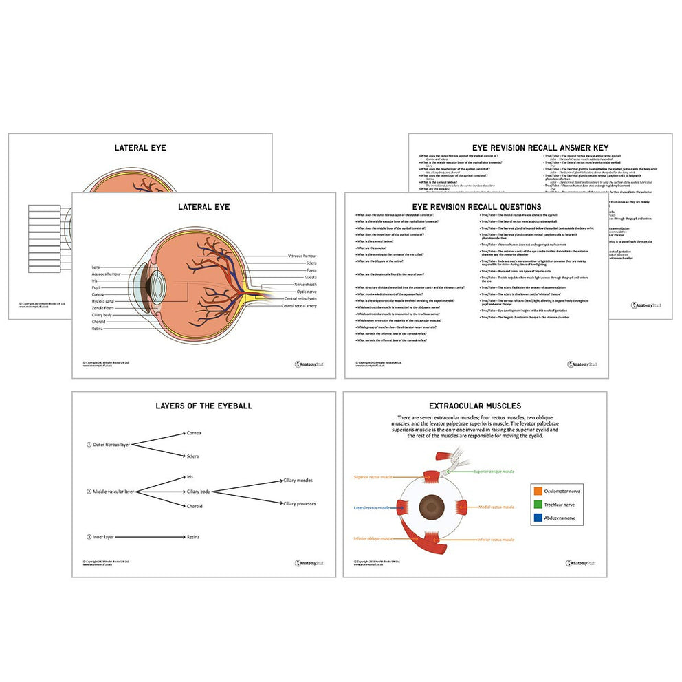 Printable Eye Anatomy Revision Guides | Eye Revision Guide Chart ...