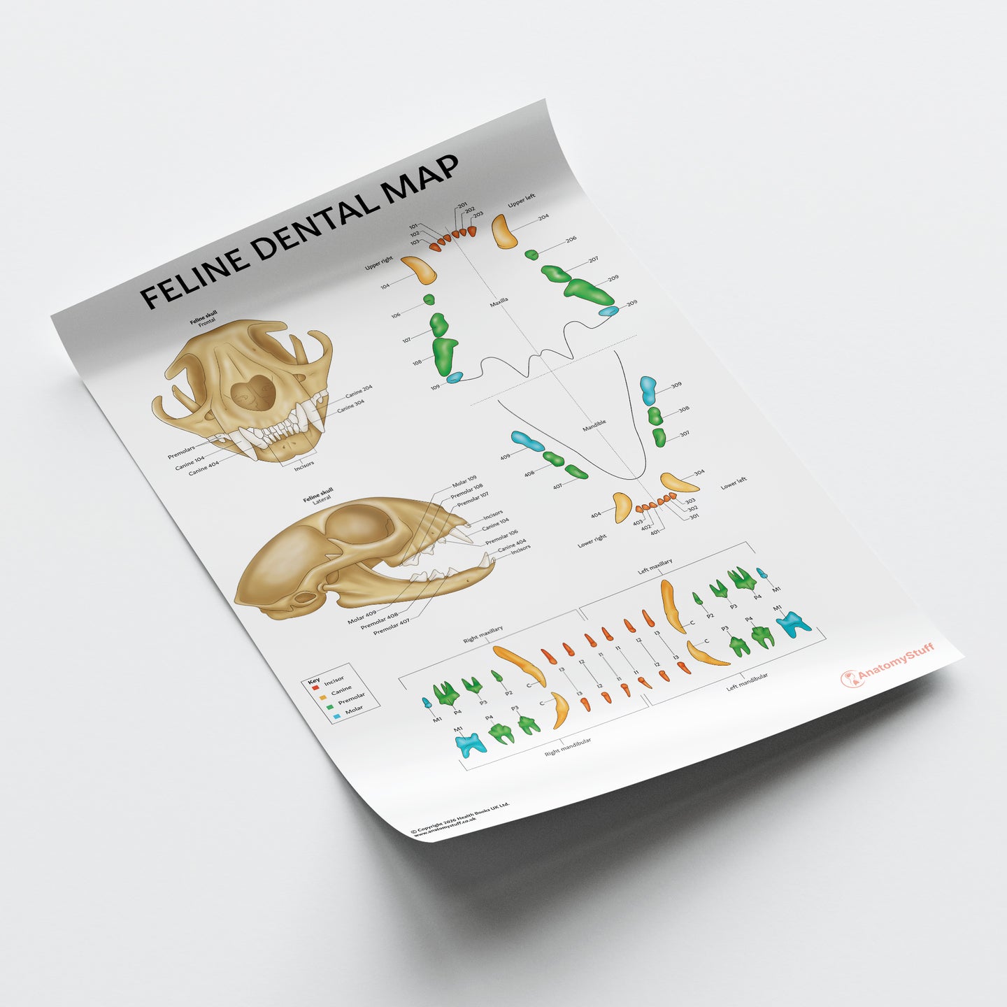 Feline Dental Map Poster | Cat Teeth Anatomy Chart – AnatomyStuff