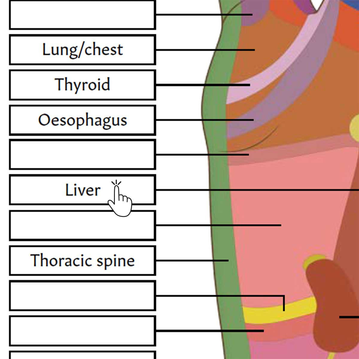 Foot Reflexology Poster & Worksheet PDF | Printable Reflexology Chart ...