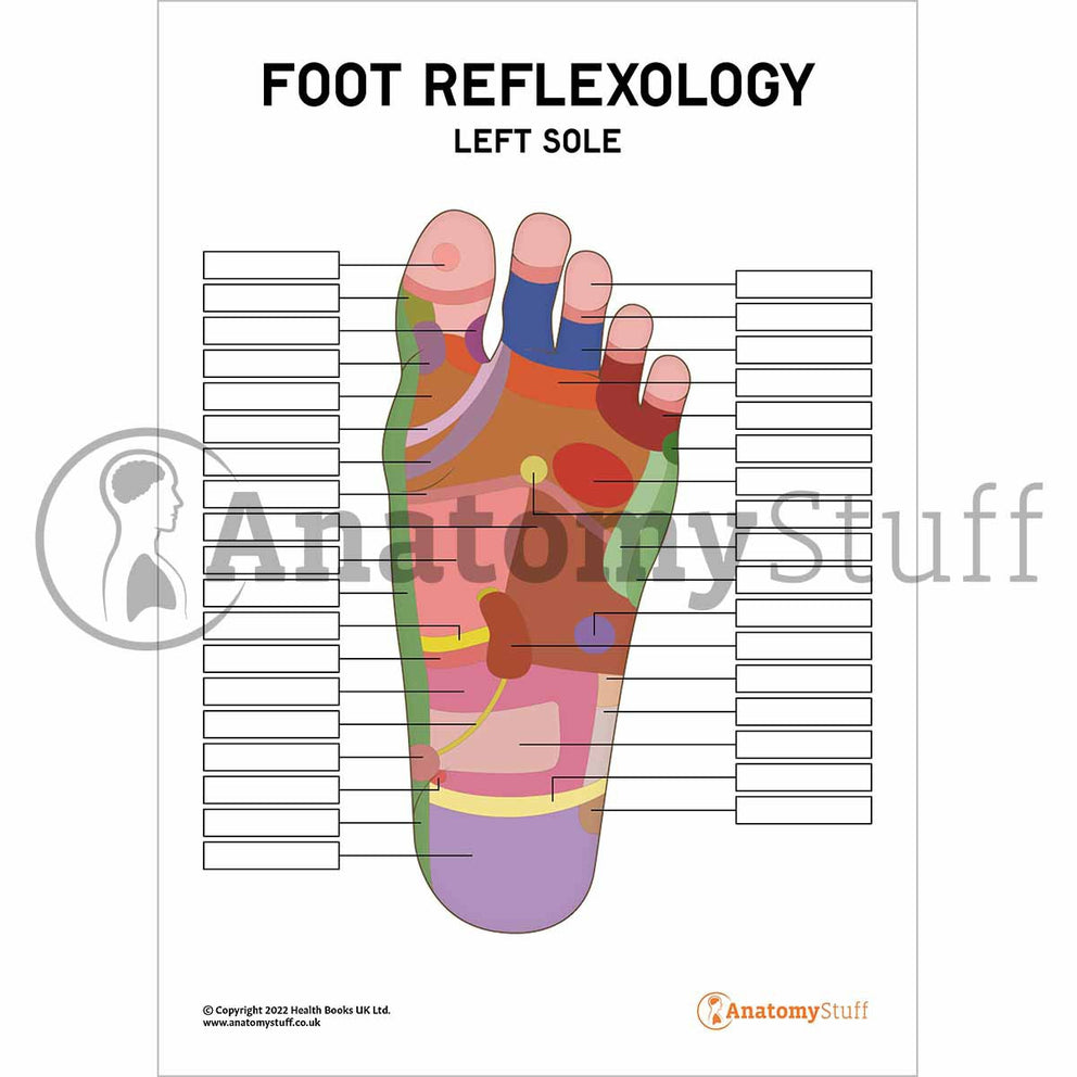 Foot Reflexology Poster & Worksheet PDF | Printable Reflexology Chart ...