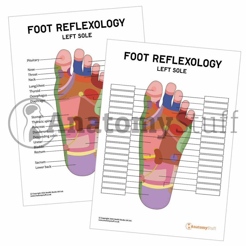 Foot Reflexology Poster & Worksheet PDF | Printable Reflexology Chart ...