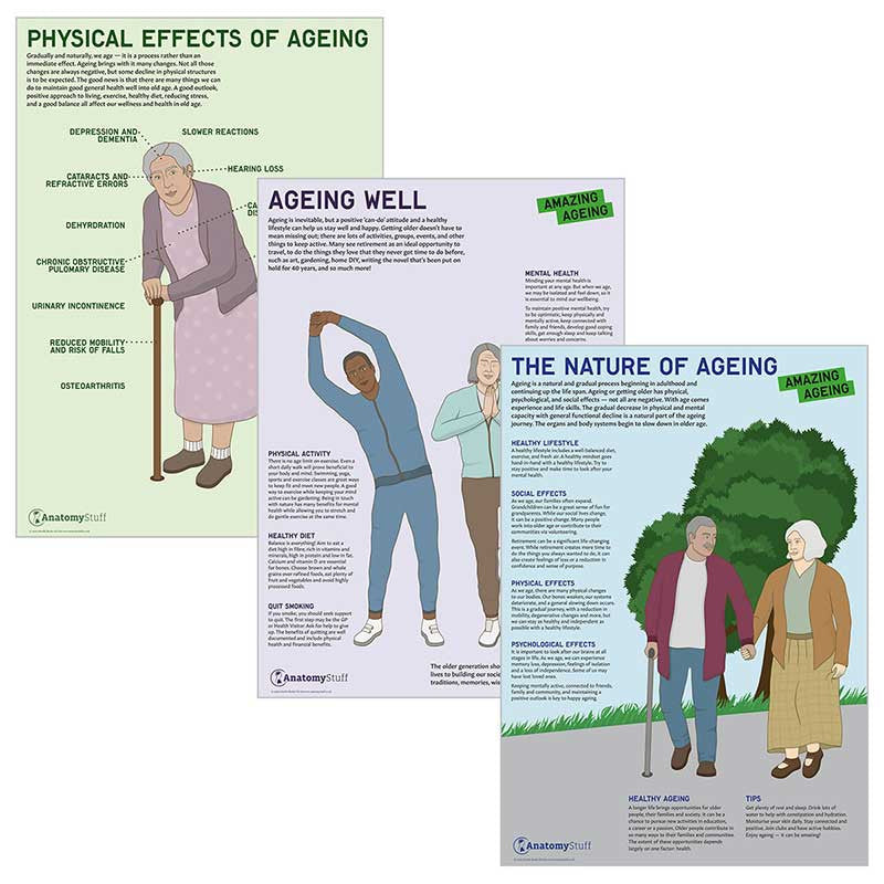 Geriatric Poster Collection | Healthy Ageing Posters – AnatomyStuff