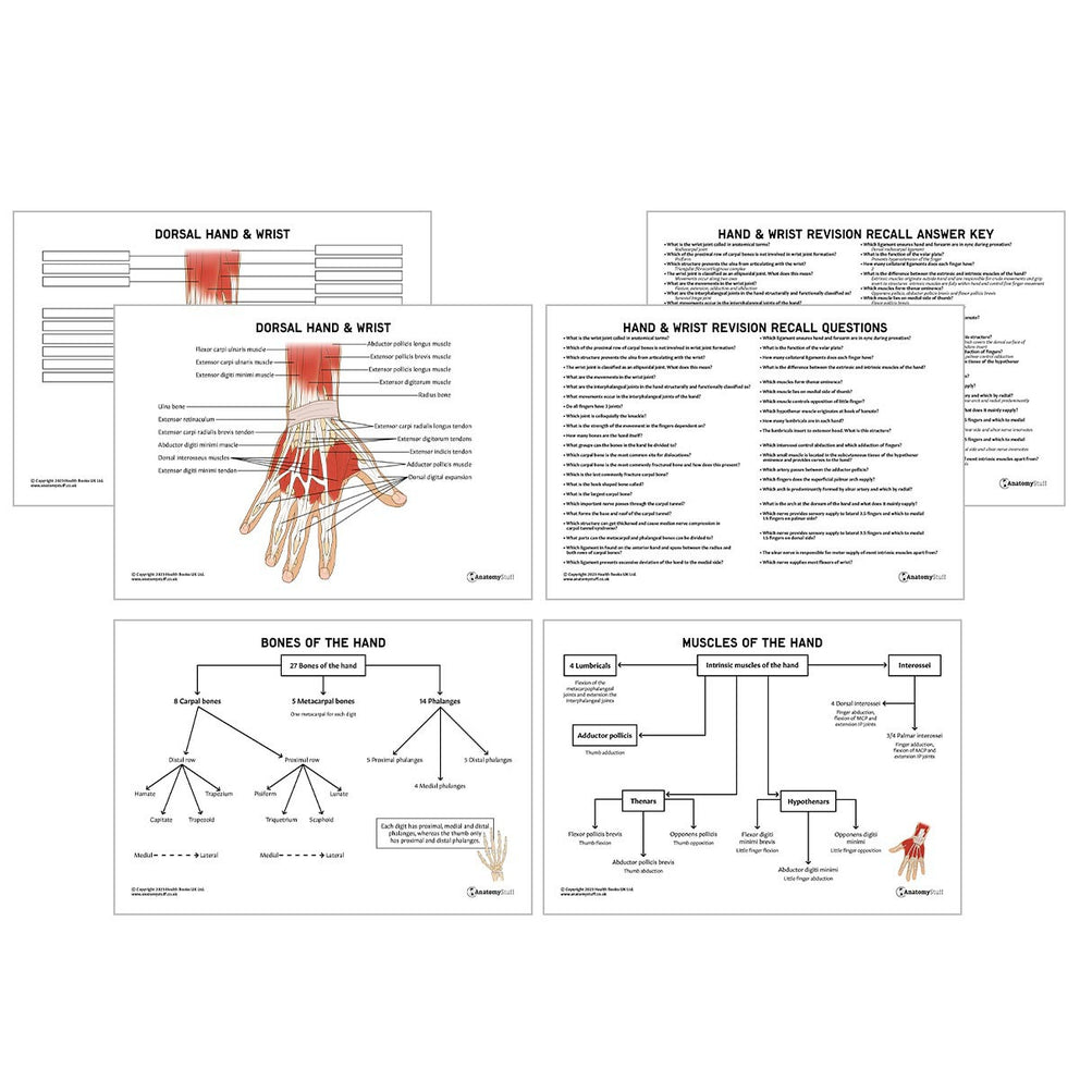 Printable Hand & Wrist Anatomy Worksheets | AnatomyStuff