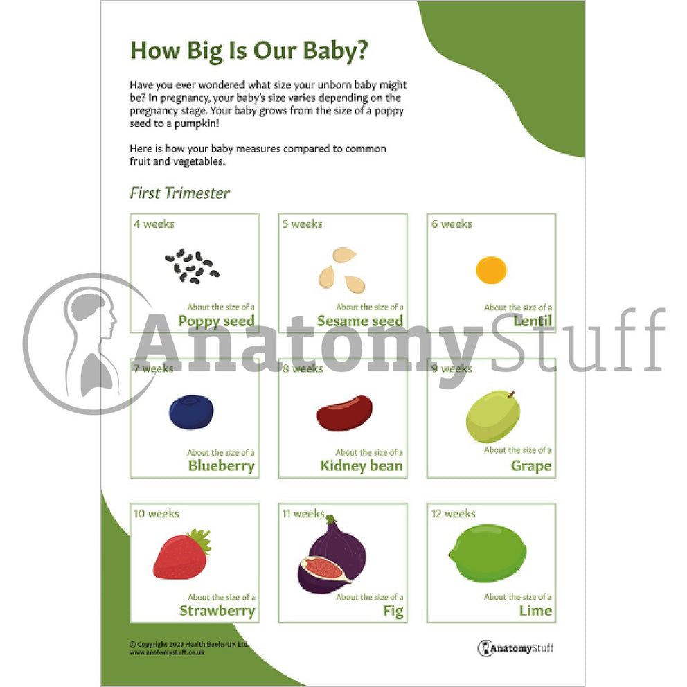 How Big Is Our Baby? Growth Comparison Leaflet (Printable PDF ...