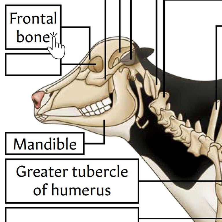 Bovine Skeletal System PDF Worksheet (Downloadable & Interactive ...