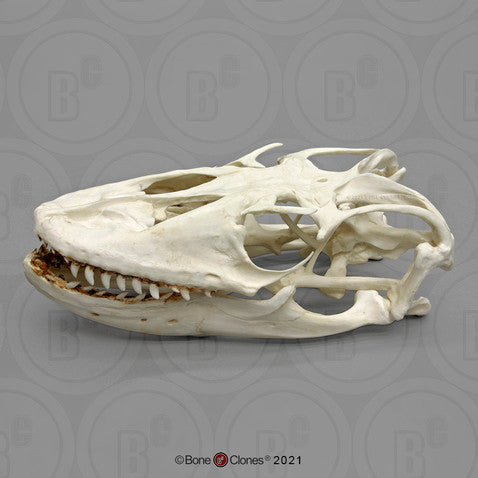 Bone Clones Reptile and Amphibian Skulls | Osteology Models | AnatomyStuff