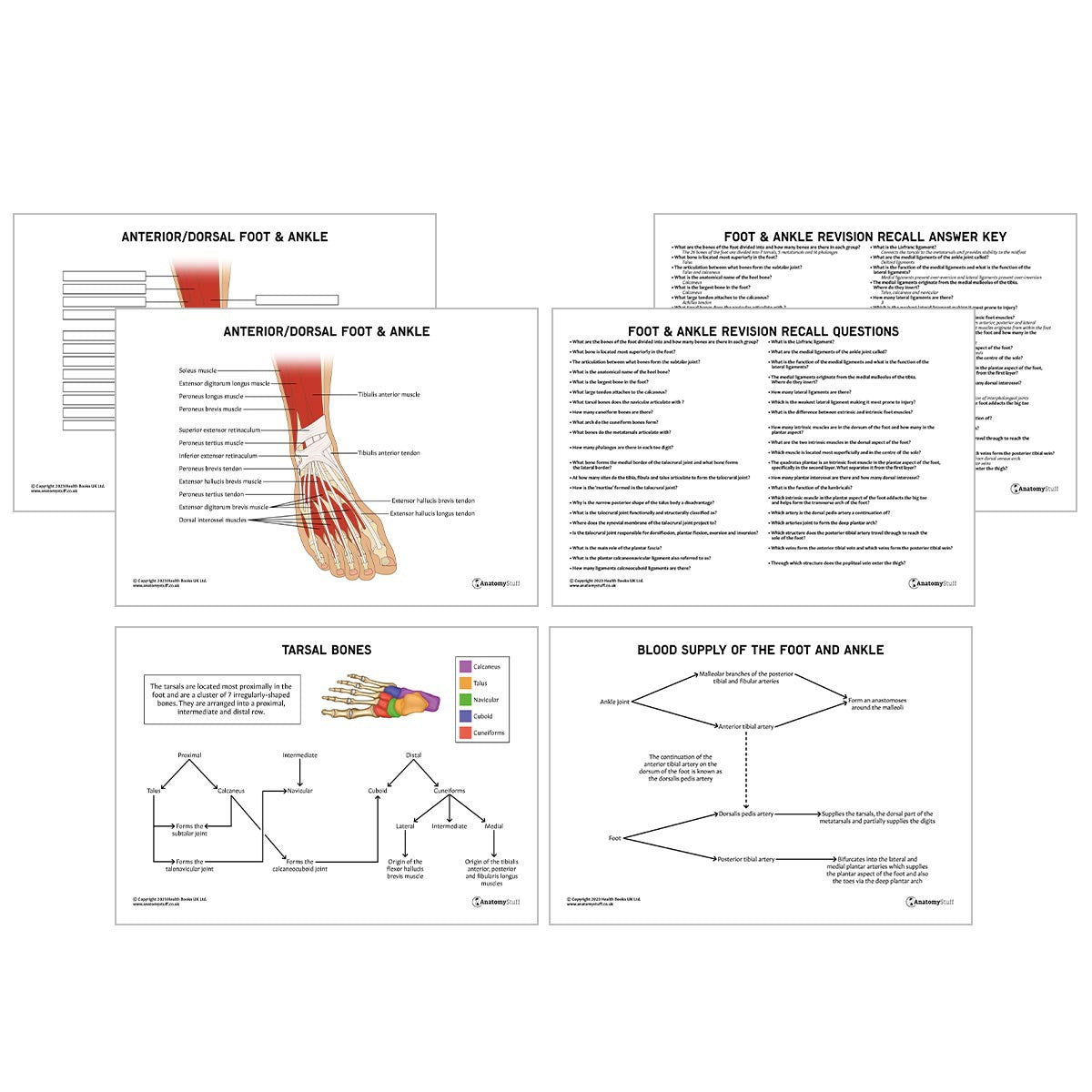 Lower Limb Anatomy Revision Pack PDF | Knee, Foot & Ankle Study Charts ...