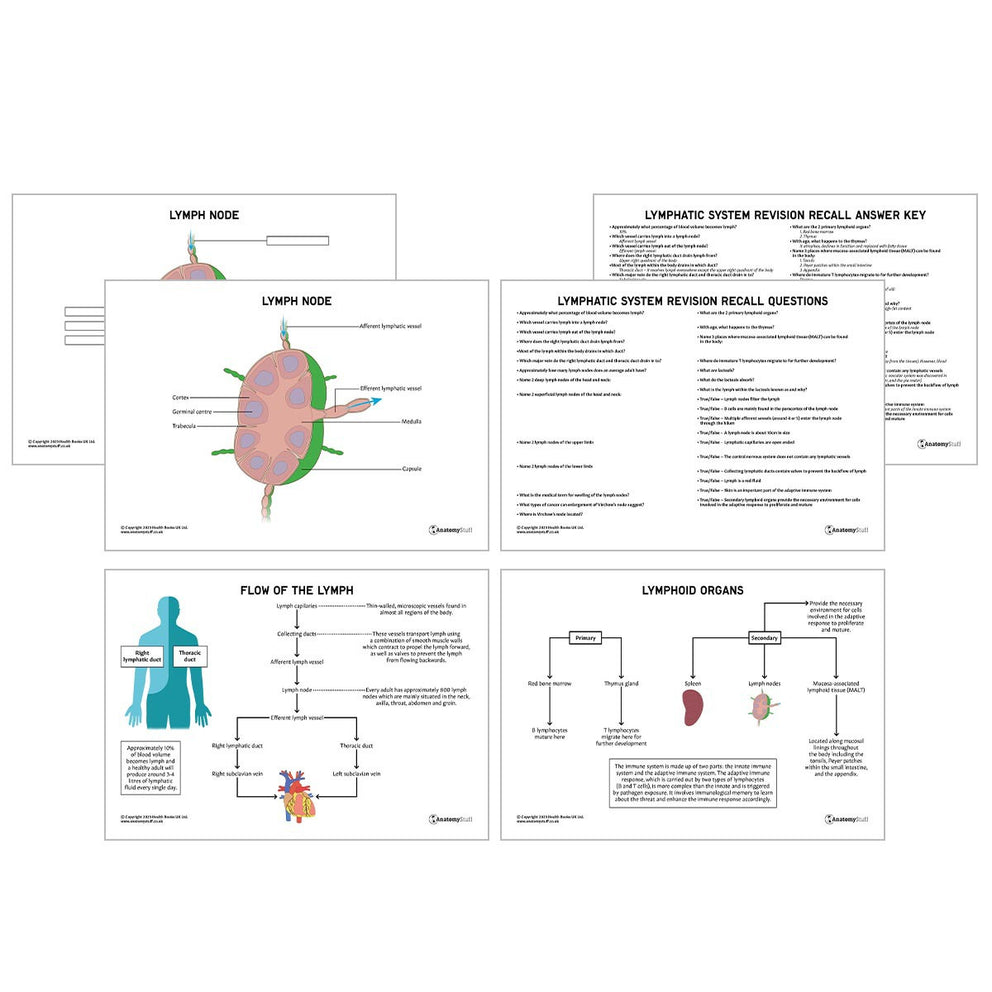 Lymphatic System Study Pack (Interactive & Printable PDF) | AnatomyStuff