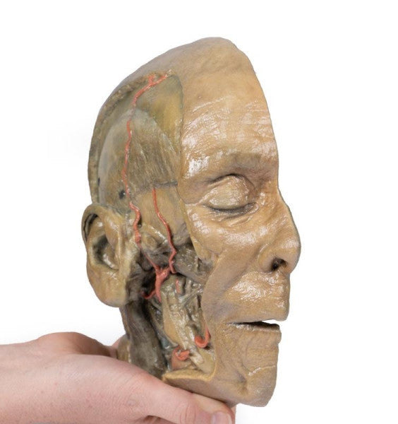 Sagittal Section of Head 3D Printed Anatomy Model | Anatomical Models ...
