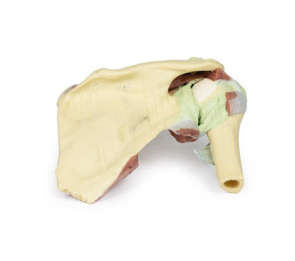 Shoulder 3D Printed Anatomy Model | Anatomical Models – AnatomyStuff