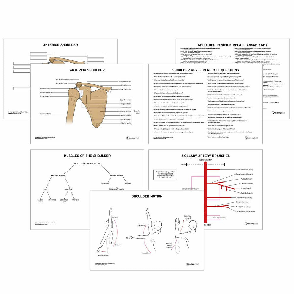 Shoulder Anatomy Study Worksheets (Printable PDF) | Musculoskeletal ...