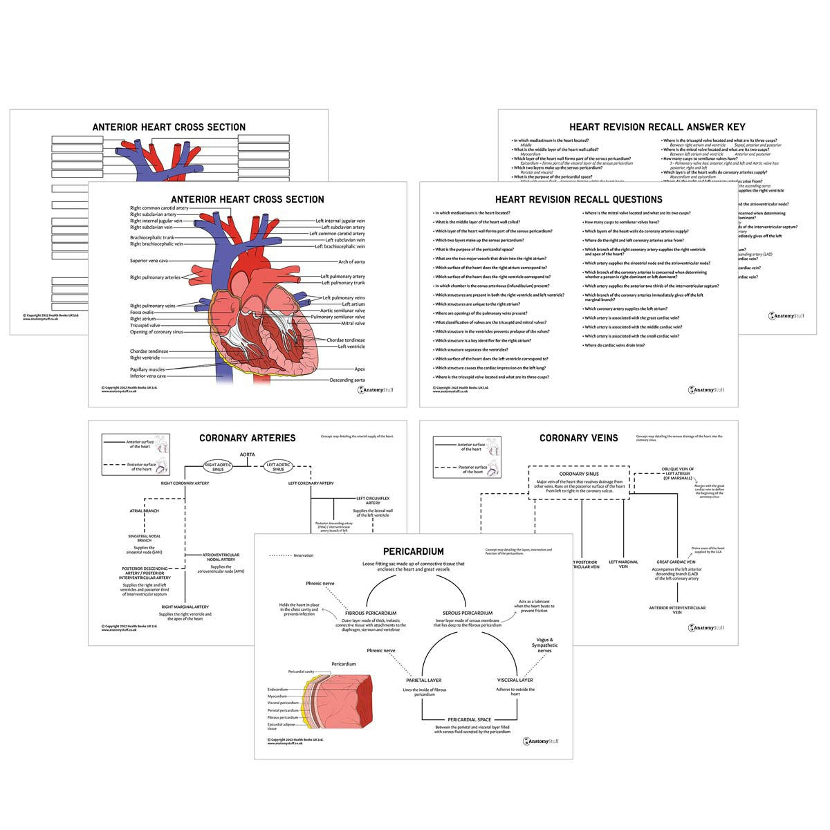 Thorax Anatomy Revision Pack PDF | Heart, Lungs & Breast Diagrams ...