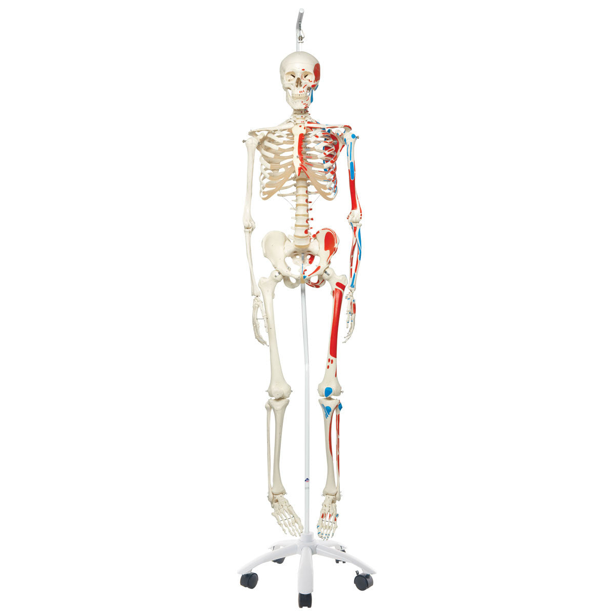 Max Muscle Skeleton Model on Hanging Stand A11/1 / 1020174 | Skeleton ...