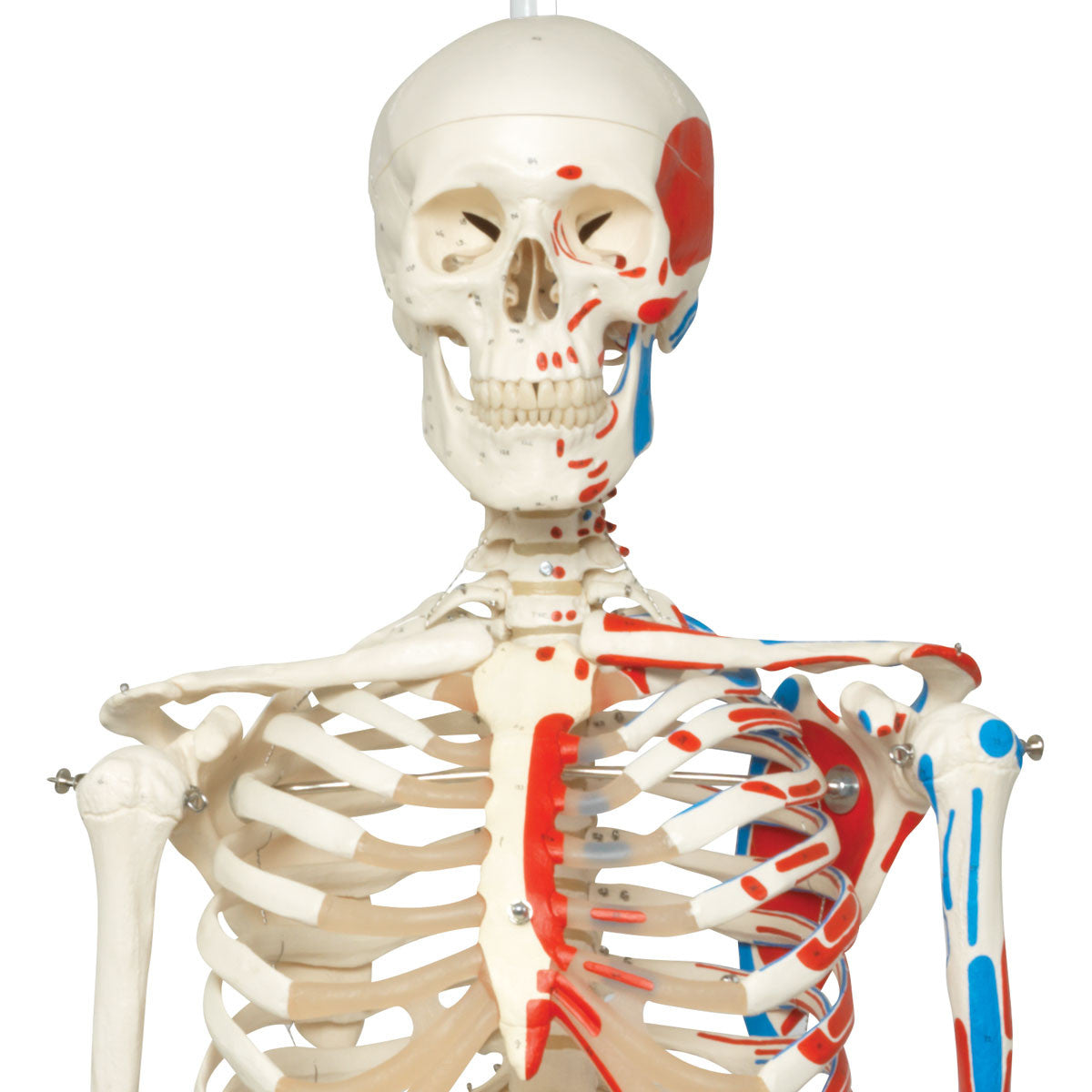 Max Muscle Skeleton Model on Hanging Stand A11/1 / 1020174 | Skeleton ...